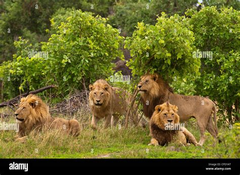 Pack Of Lions Walking