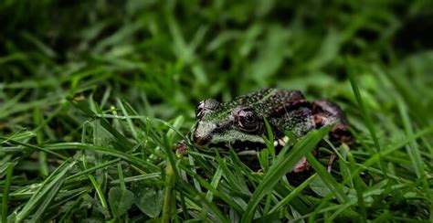 Lizard Eating Bugs Images Free Download On Freepik
