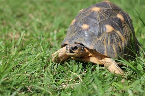Portrait Of Radiated Tortoisetortoise Sunbathe On Ground With His