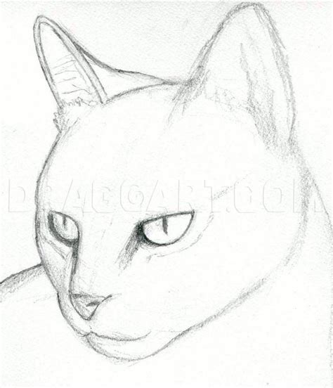 How To Draw A Cat Head Draw A Realistic Cat Drawing Step By Step By