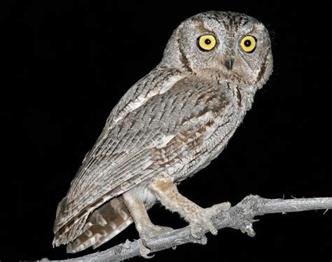 What Animal Eats Western Screech Owl At Deborah Grant Blog