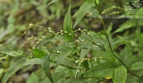 Instituto De Botánica Darwinion