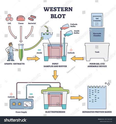 Western Blot Laboratory Method Detecting Specific Stock Vector Royalty