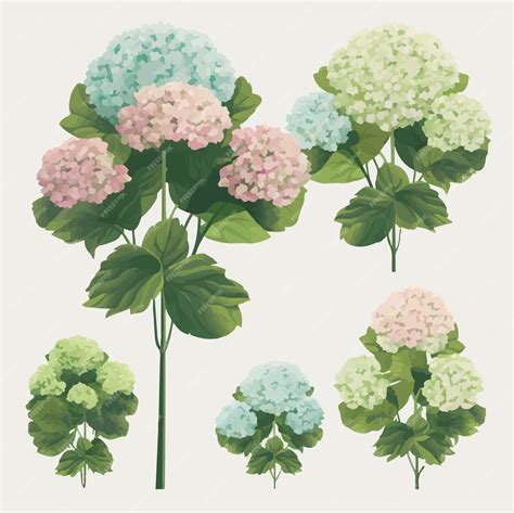 Premium Vector Vector Pack Featuring A Variety Of Hydrangea