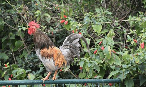 What Time Do Roosters Crow And Why They Do It