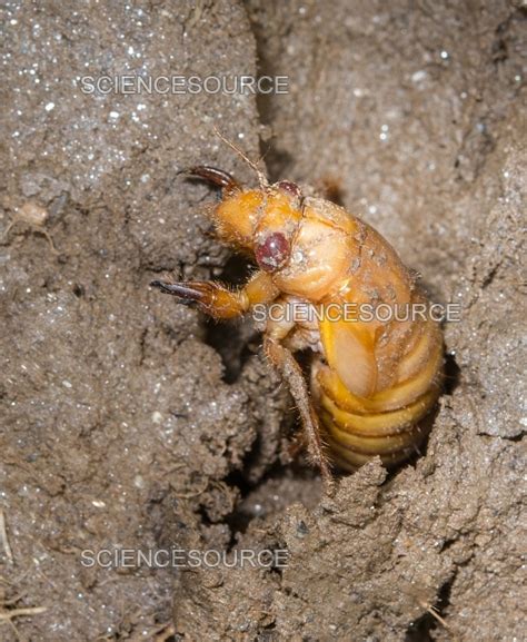 17 Year Cicada Nymph Stock Image Science Source Images