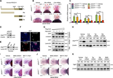 Yolk Sac Derived Pdcd11 Positive Cells Modulate Zebrafish Microglia