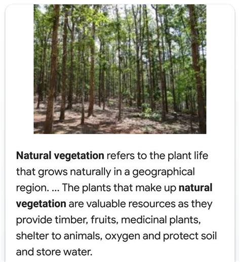 Vegetation Definition