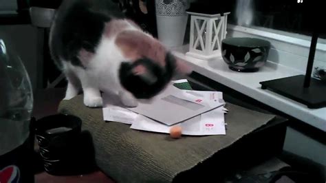 Cat Vs Cheeseball Youtube