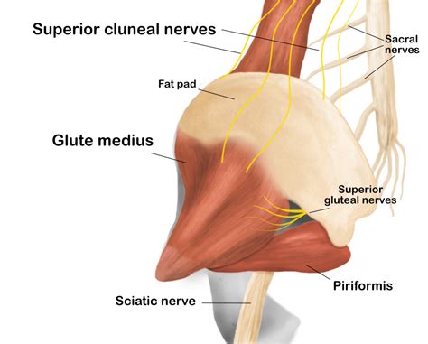 Cluneal Nerve Origin Posterior Femoral Cutaneous Nerve Jcxx