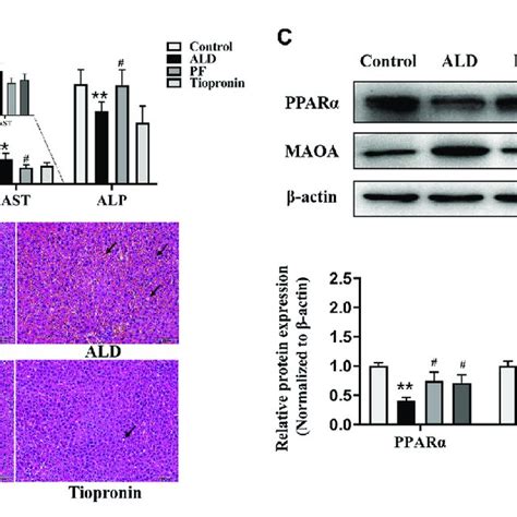 Molecular Pathways Involved In The Anti Inflammation Activities Of