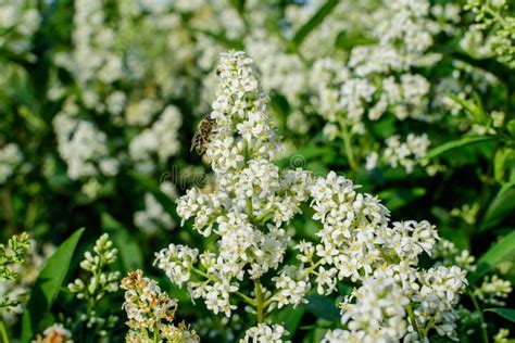Large Branch With Delicate White Flowers Of Spiraea Nipponica Snowmound