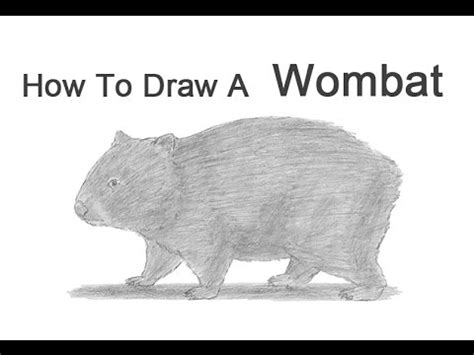 How To Draw A Wombat Youtube