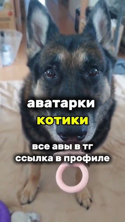 аватарки котики😈 авы мем аватарки мемныеавы мемы котики Youtube