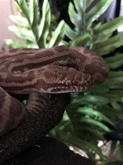 Stimson Python Reptiles Python Snek
