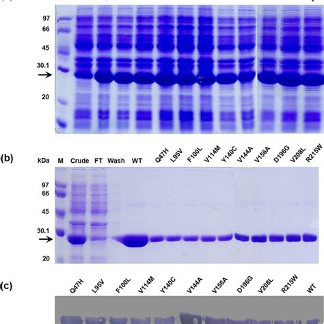 Secondary Structure Analysis Of The Variant Translin Protein By Cd The