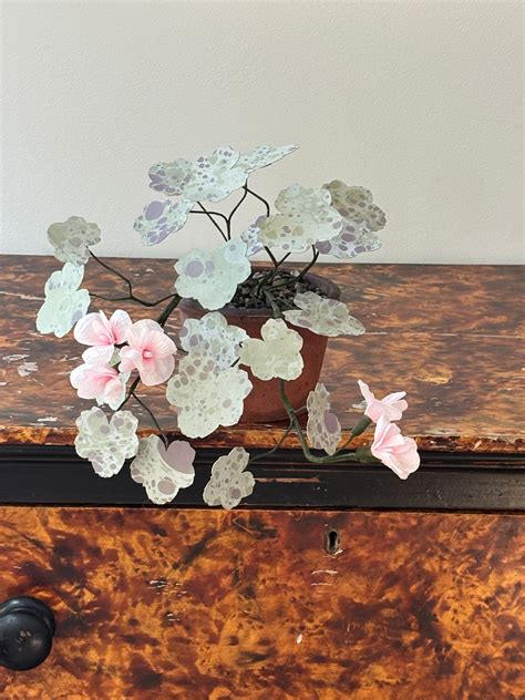 Paper Geranium Trailing