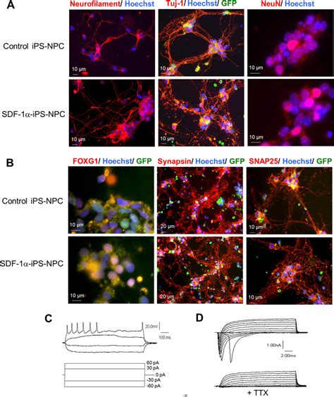 Sdf 1ɑ Ips Npcs Differentiated Into Functional Neurons In Vitro A