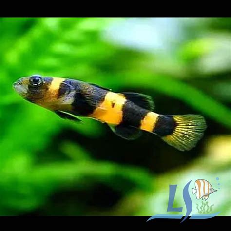 Bumblebee Goby By Ls Aquatic 3 Pcs Ls Group