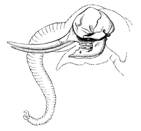 Elephant Skull Drawing