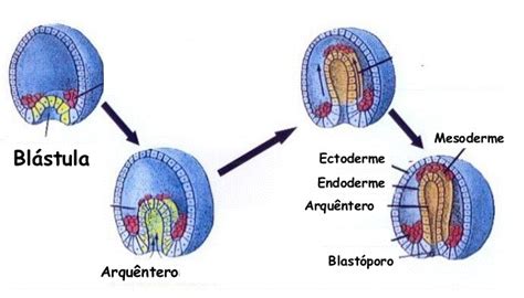 Ectoderme Trabalho De Formatura