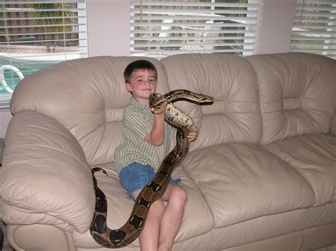Boa Constrictor Red Tail Boa Australian Snake