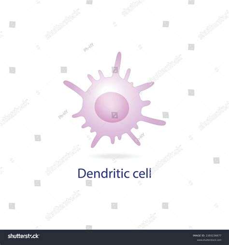 Dendritic Cell Immune System Stained Microscopic Stock Vector Royalty