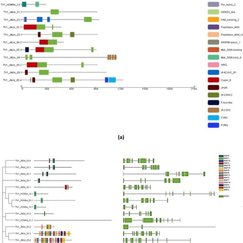 Domain Structure A Motif Composition And Gene Structure B Of