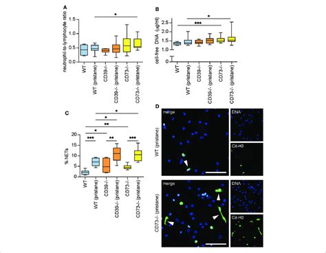 Ectonucleotidase Deficiency Potentiates Neutrophil Activation Mice