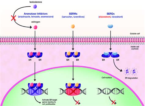 Elacestrant Is An Orally Available Serd Estrogen Receptor Degrader