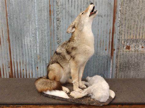 Coyote Sitting Howling