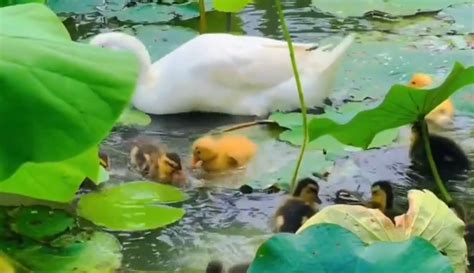 宝宝早教儿歌：小鸭嘎嘎嘎 爱奇艺