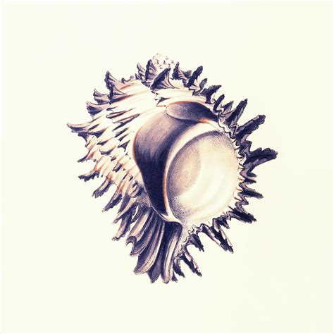 Murex Drawing By Ernst Haeckel Pixels