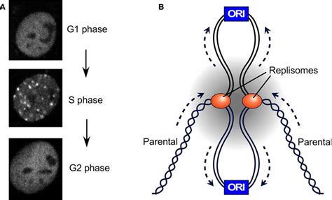 Nuclear Replication Factories In S Phase Download Scientific Diagram