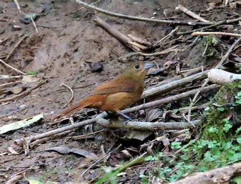 Ruby Crowned Tanager Female By Settitato On Deviantart