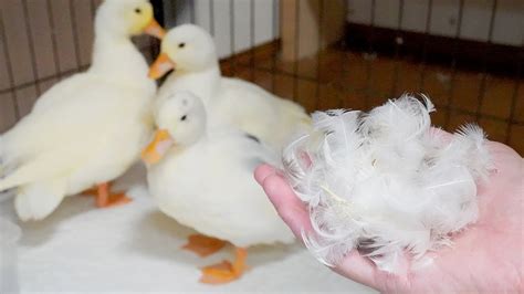 アヒルを部屋飼いすると起こる大変なこと Youtube