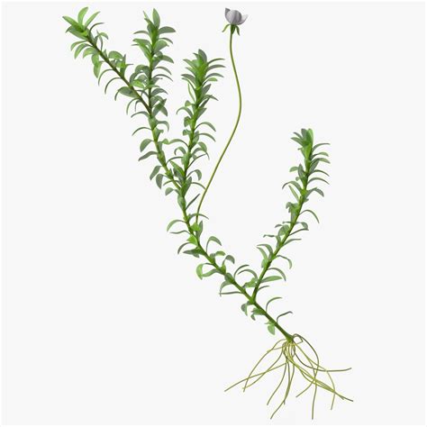 Elodea Plant Young 3d Model 29 3ds Blend C4d Fbx Max Ma Lxo Obj Free3d