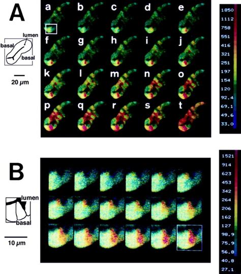 The Spatial Nature Of The Development Of The Cytoplasmic Ca²⁺ Signal In