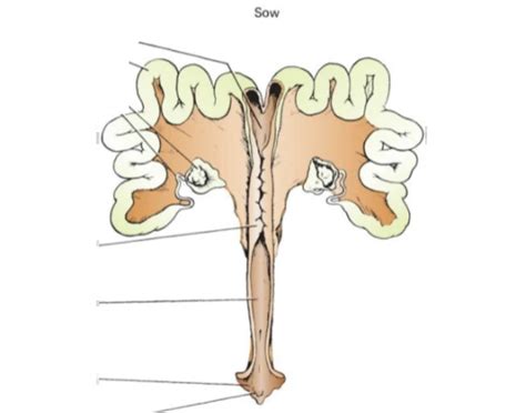 Sow Reproductive Tract Anatomy Quiz