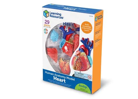 Learning Resources Human Anatomy Model Heart The Toy Folks