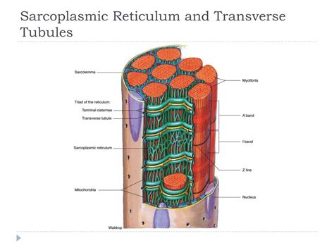 Ppt Skeletal Muscle Structure And Function Dr Kyle Coffey Powerpoint