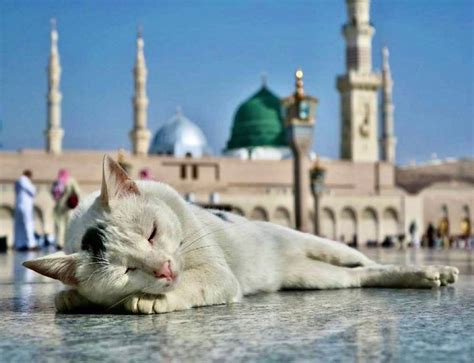 Cats In Islam And Muslim Culture Medina Wallpaper Good Luck 