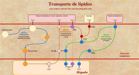 Lipoproteínas Y Transporte De Lípidos