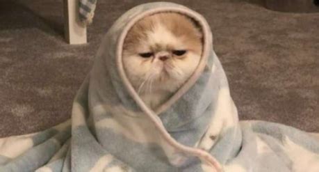Cat Blank Template Imgflip