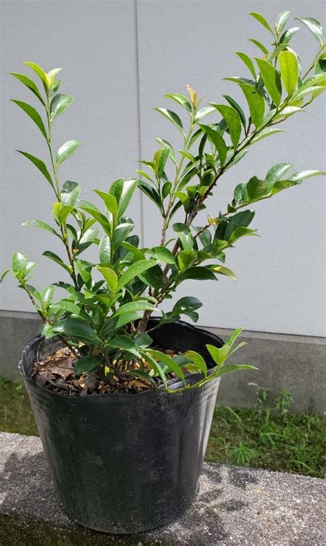 ヒサカキ苗木 30cm 程度 メルカリ