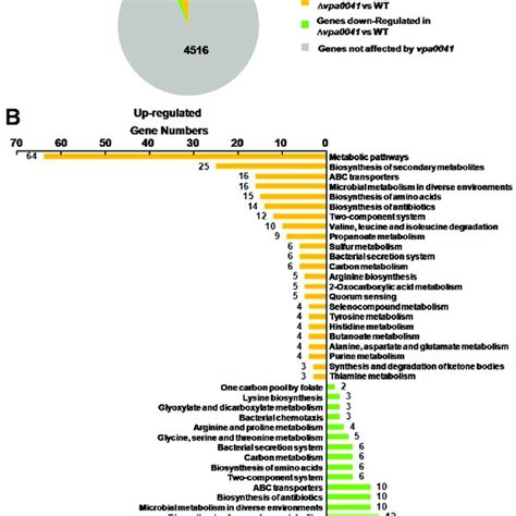 Rna Seq Reveals The Genes Affected By Vpa0041 A The Pie Chart Shows Download Scientific