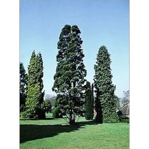 Austrocedrus Chilensis Graines