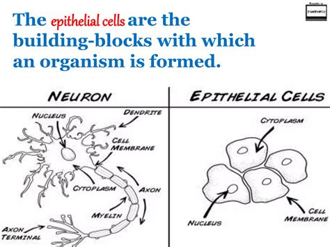 Scutoid The New Geometric Shape Discovered Pptx