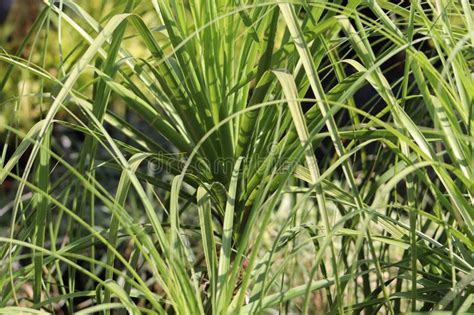 Long Big Grass Closeup With Green Background Stock Image Image Of