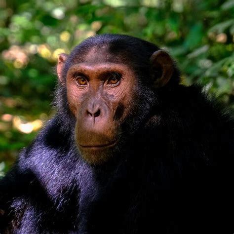 List Of Antimony Compounds 33science